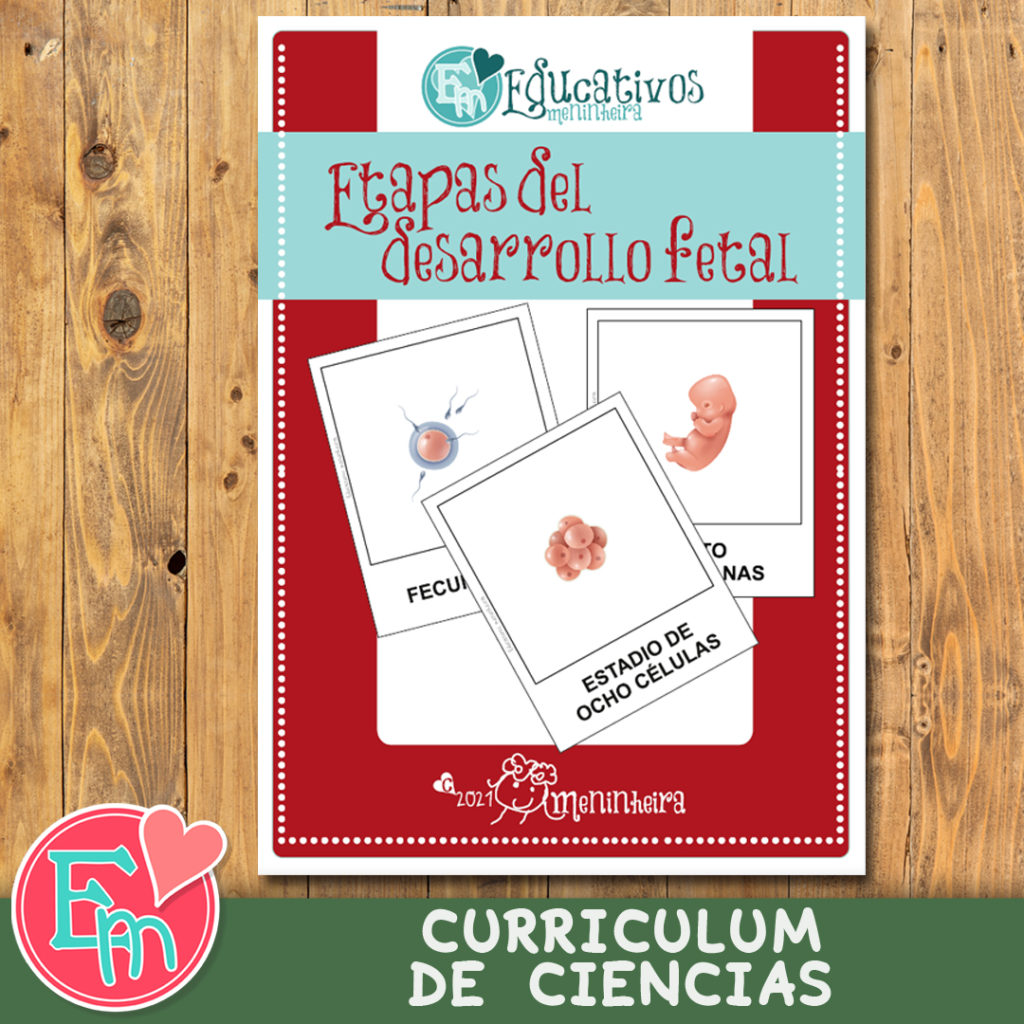DESARROLLO EMBRIONARIO - tarjetas estilo montessori - Educativos