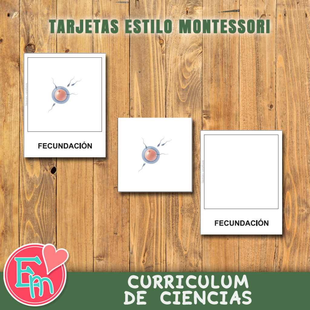 DESARROLLO EMBRIONARIO - tarjetas estilo montessori - Educativos